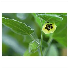 Beneficios de la uchuva (physalis) - Campo de Benamayor