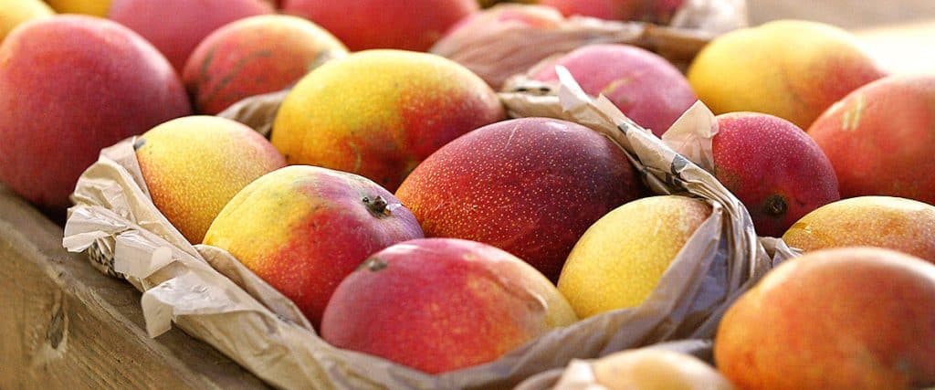 Mango Kent, simplemente ¡Una delicia! - Campo de Benamayor