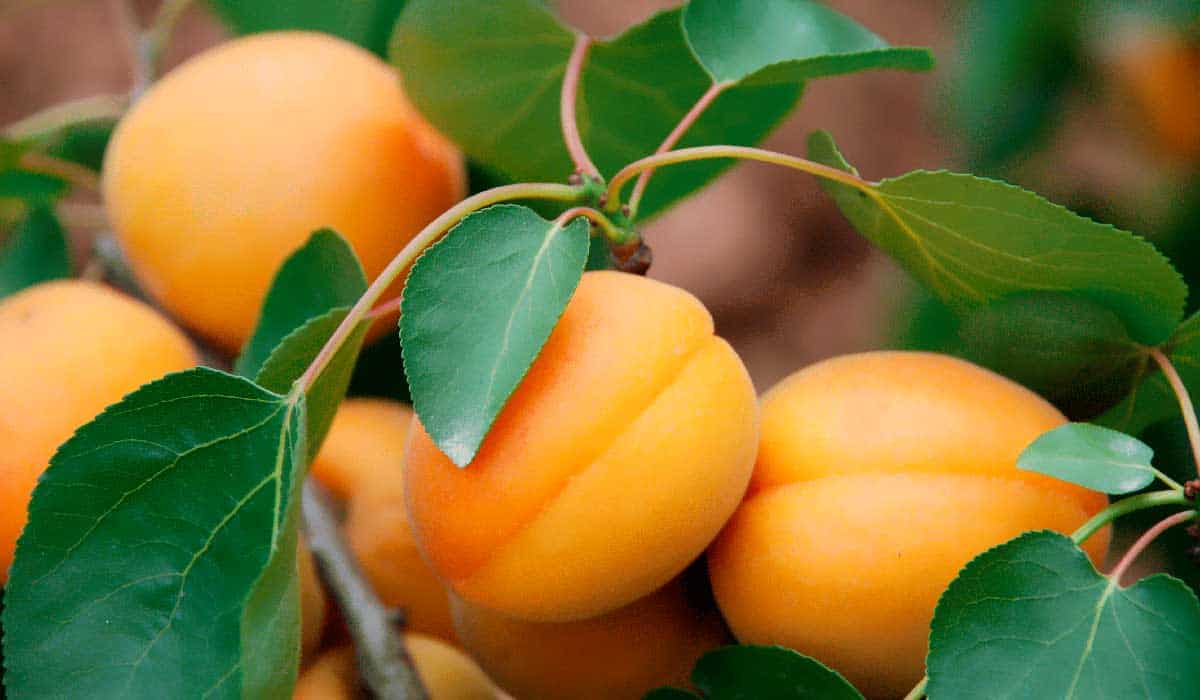 Orejones de albaricoque, más que nutritivos - Campo de Benamayor