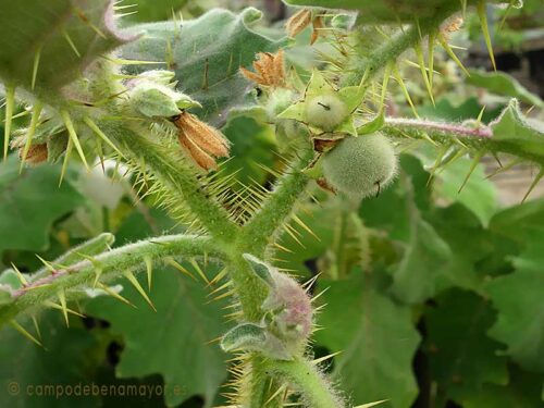 Planta de Lulo para comprar online - Campo de Benamayor