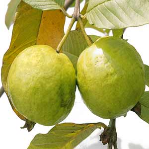 Árboles de guayaba fresa y limón - Campo de Benamayor