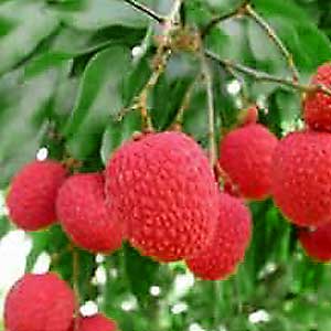 Árboles de lichi - Campo de Benamayor