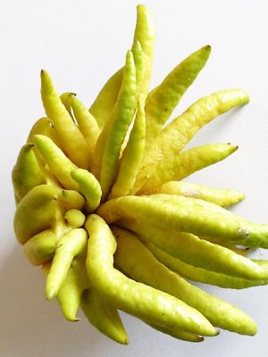 Fruta de limón Mano de Buda - Campo de Benamayor